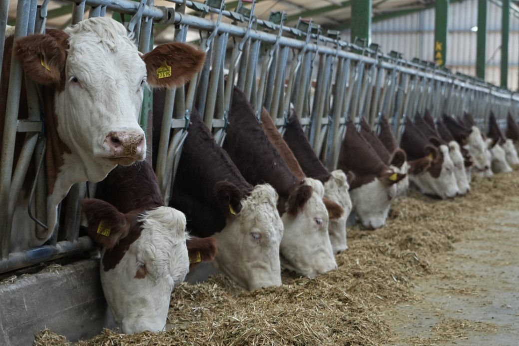 Türkiye, Avrupa’daki ‘Mavi Dil’ Hastalığı Nedeniyle Hayvan İthalatını ...